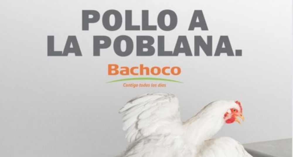 Éxito Empresarial - Blog - BACHOCO LO VUELVE A HACER… Y SE VIRALIZA